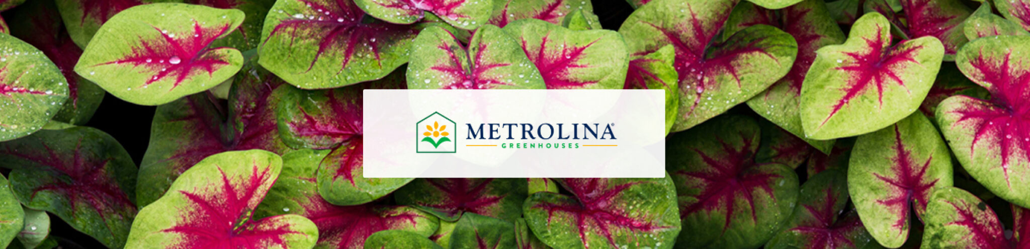 Metrolina Greenhouses, Inc. Partners with Teikametrics to Achieve 167% ...